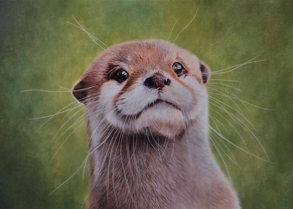 Membership galleries – Bucks Art Weeks